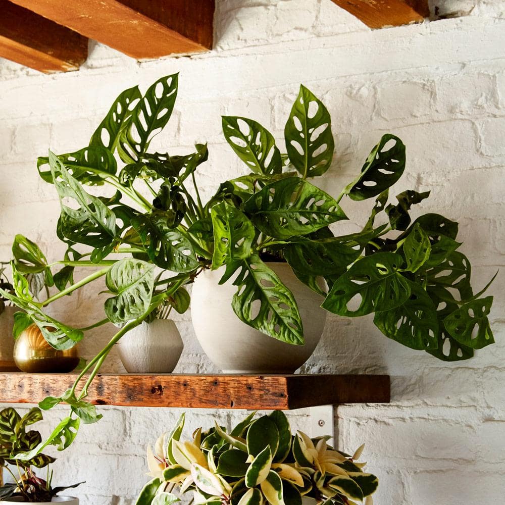 Everything You Need to Know About Monstera Plants - Singapore's #1 ...