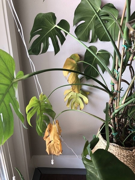 Everything You Need to Know About Monstera Plants - Singapore's #1 ...