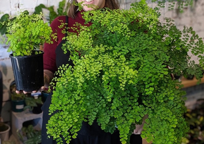 Everything You Need to Know About Adiantum Plants - Singapore's #1 ...