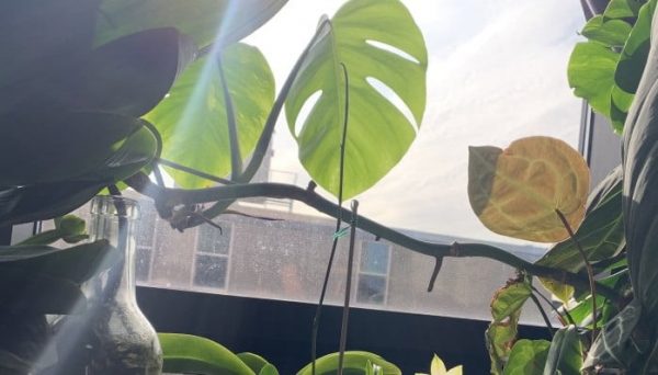 What’s an Aroid? - Singapore's #1 Gardening & Landscaping Company