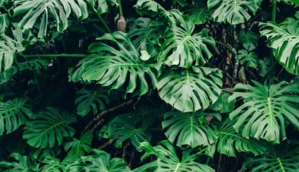 What’s an Aroid? - Singapore's #1 Gardening & Landscaping Company