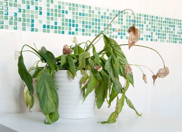 How to Increase the Humidity for Your Houseplants? - Singapore's #1 ...