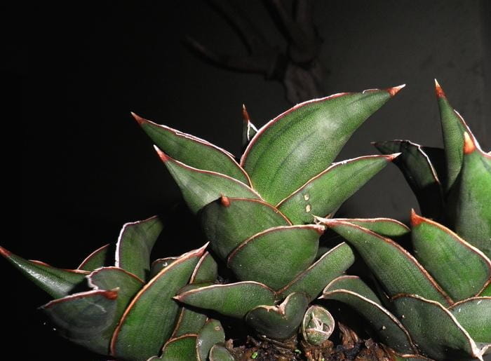 4 Unique Varieties of Sansevieria You Need to Know - Singapore's #1 ...