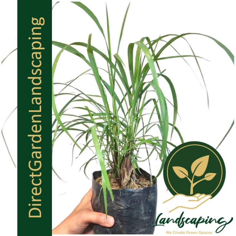 Cymbopogon Nardus (Citronella Grass) - Singapore's #1 Gardening ...