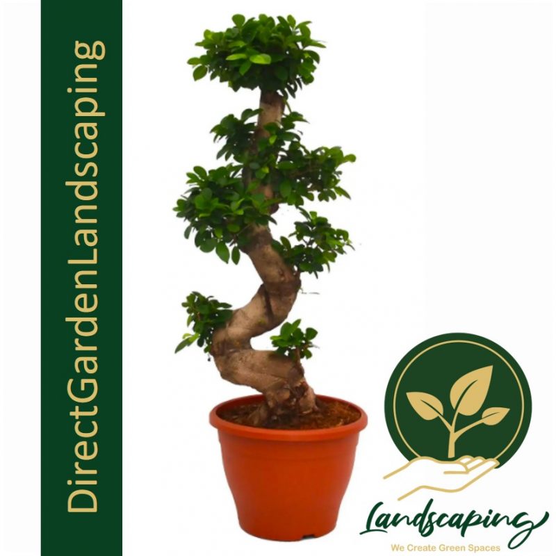 Ficus Microcarpa Bonsai S Shape Singapores 1 Gardening And Landscaping Company