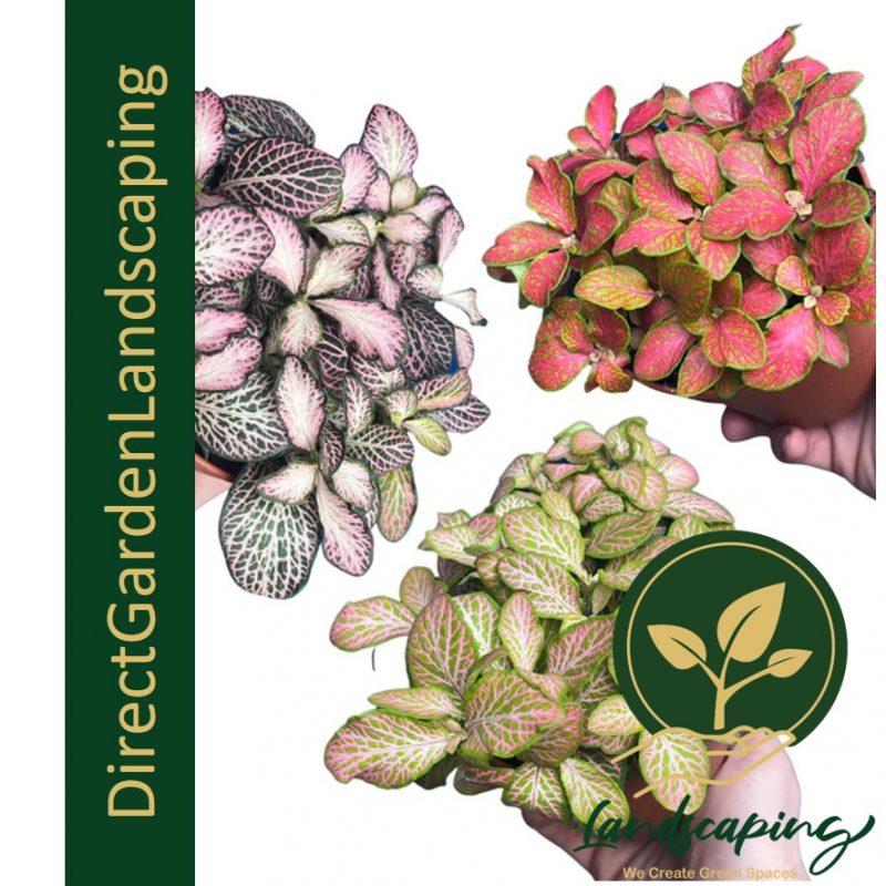 Fittonia (Nerve Plant) - Singapore's #1 Gardening & Landscaping Company