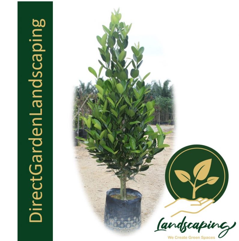 GARCINIA SUBELLIPTICA - Singapore's #1 Gardening & Landscaping Company