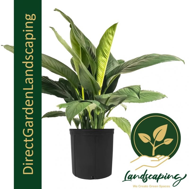 Spathiphyllum Sensation Peace Lily Extra Large - Singapore's #1 ...
