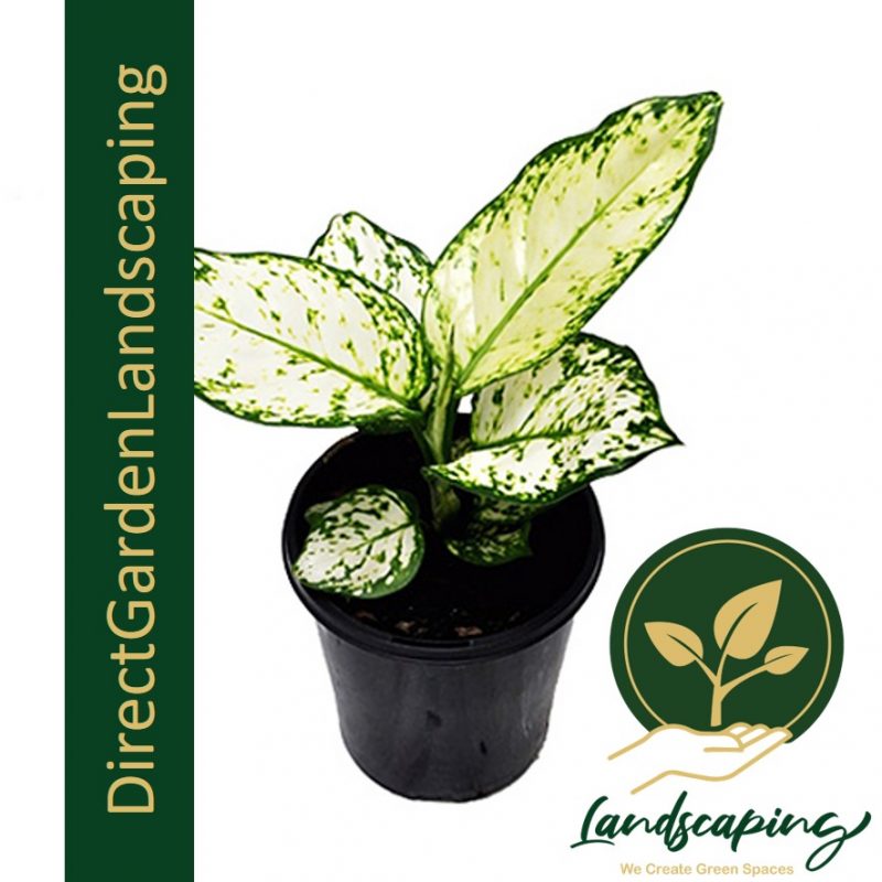 Aglaonema Cutlass - Singapore's #1 Gardening & Landscaping Company